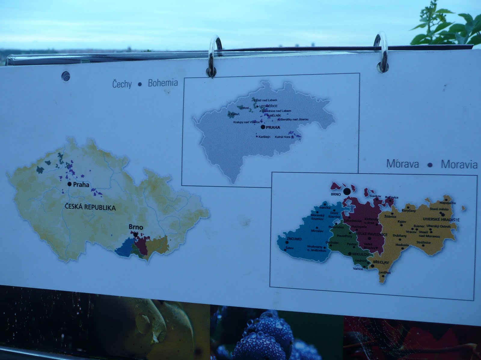 schiller-wine: The Exciting Wines of the Czech Republic