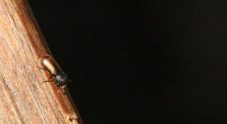 The Öko Box: Micro Tiny Gold and Black Beetle Bug