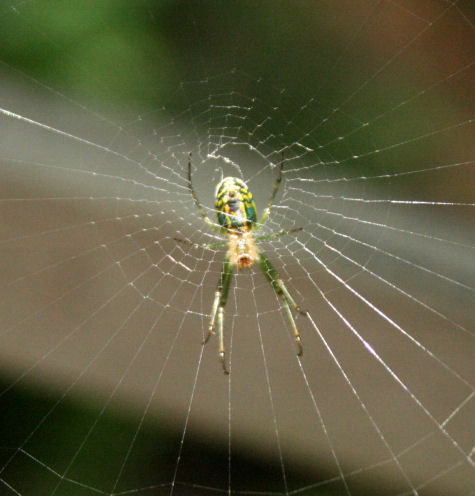 The Öko Box: Bright Green & Yellow Metallic Spider
