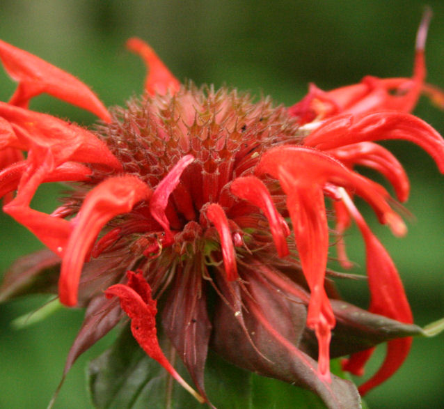 The Öko Box: Red Wild Bee Balm