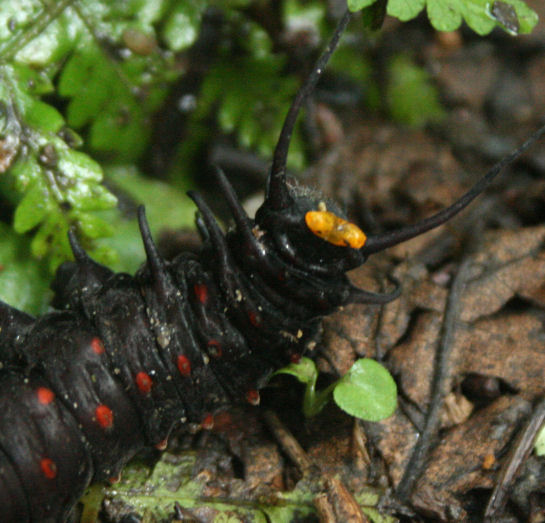 The Öko Box: Black and Red Caterpillar (smooth skinned and spikey)