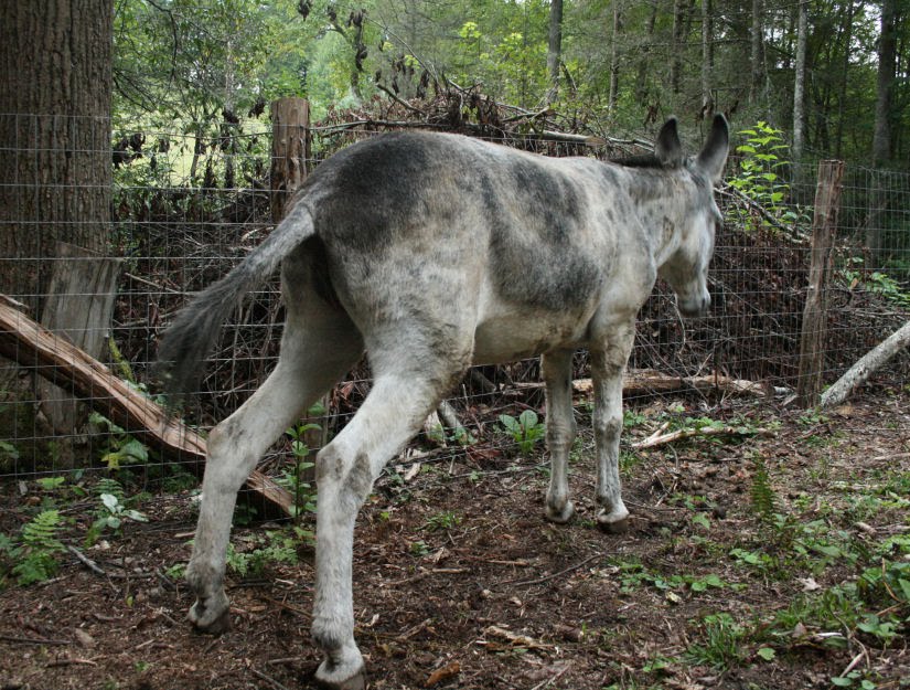 The Öko Box: JuJu the Donkey's False Pregnancy