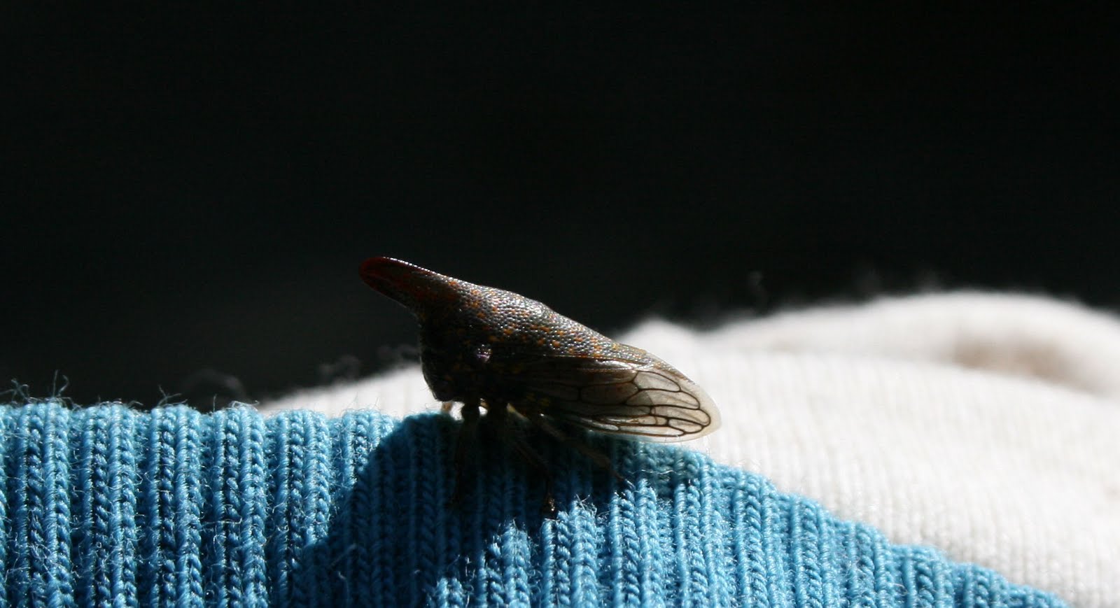 The Öko Box: Tiny Horned Bug With Yellow Spots, 6 Legs, and Clear Wings
