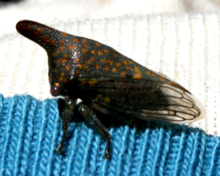 The Öko Box: Tiny Horned Bug With Yellow Spots, 6 Legs, and Clear Wings