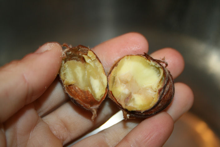 The Öko Box: Boiling Chestnuts