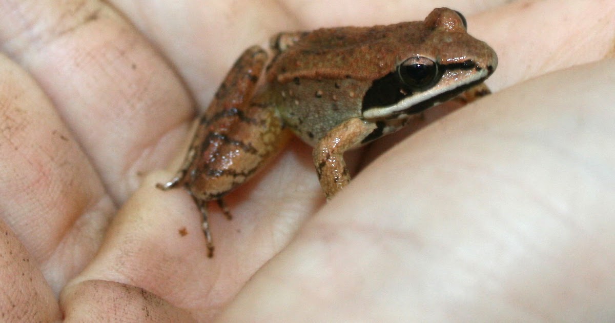The Öko Box: Little Frog (With Black Stripes Over Eyes)