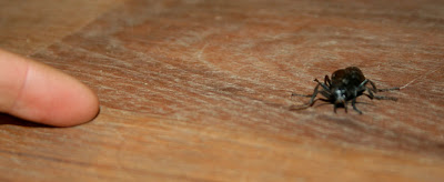 The Öko Box: Ant Headed Black Beetle-ish Bug