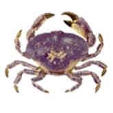 Chile Sorprendente : Jaivas