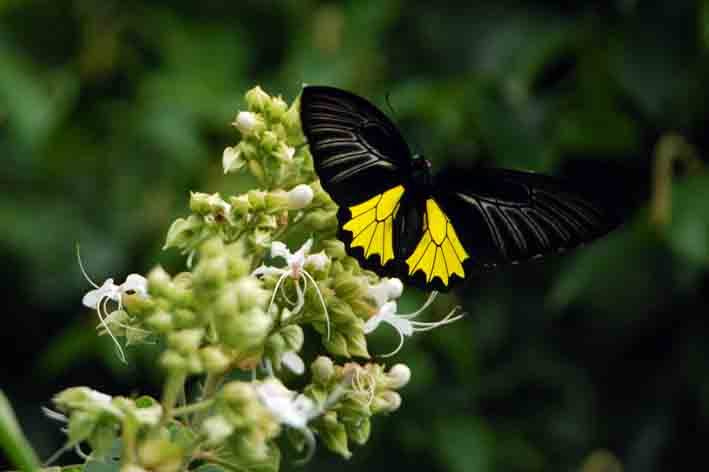 SVS Photography: BUTTERFLY