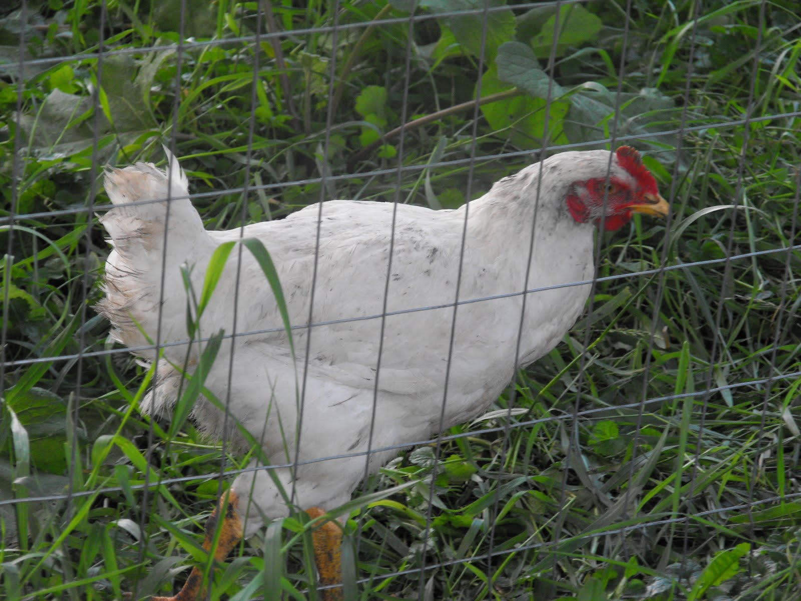 The Chicken Keepers: Our Young Chickens
