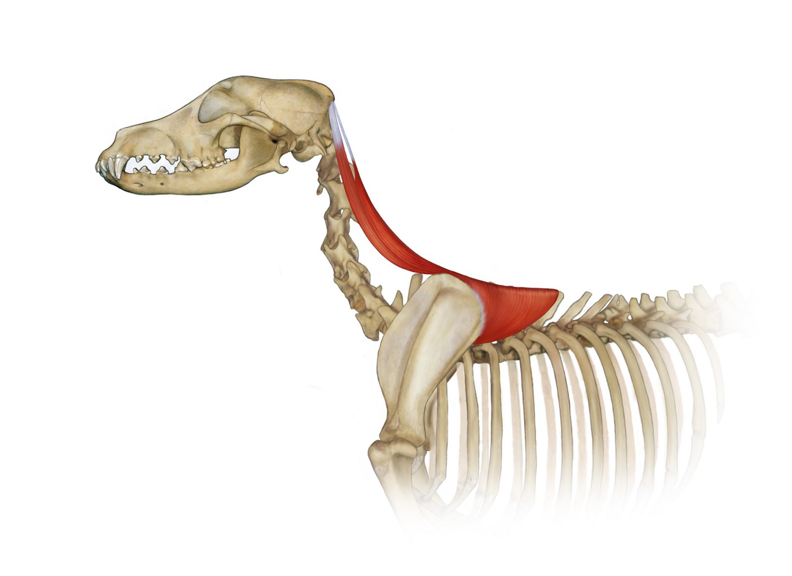 Dog Anatomy Illustrations | Luisa van Erven