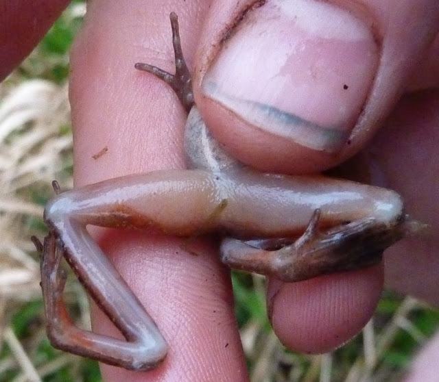 Lynton and Anna's A Rocha Adventures: Kermit