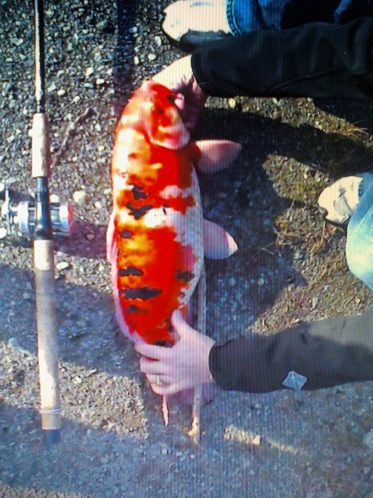 BC-On-The-Fly: Koi / Carp Fishing BC