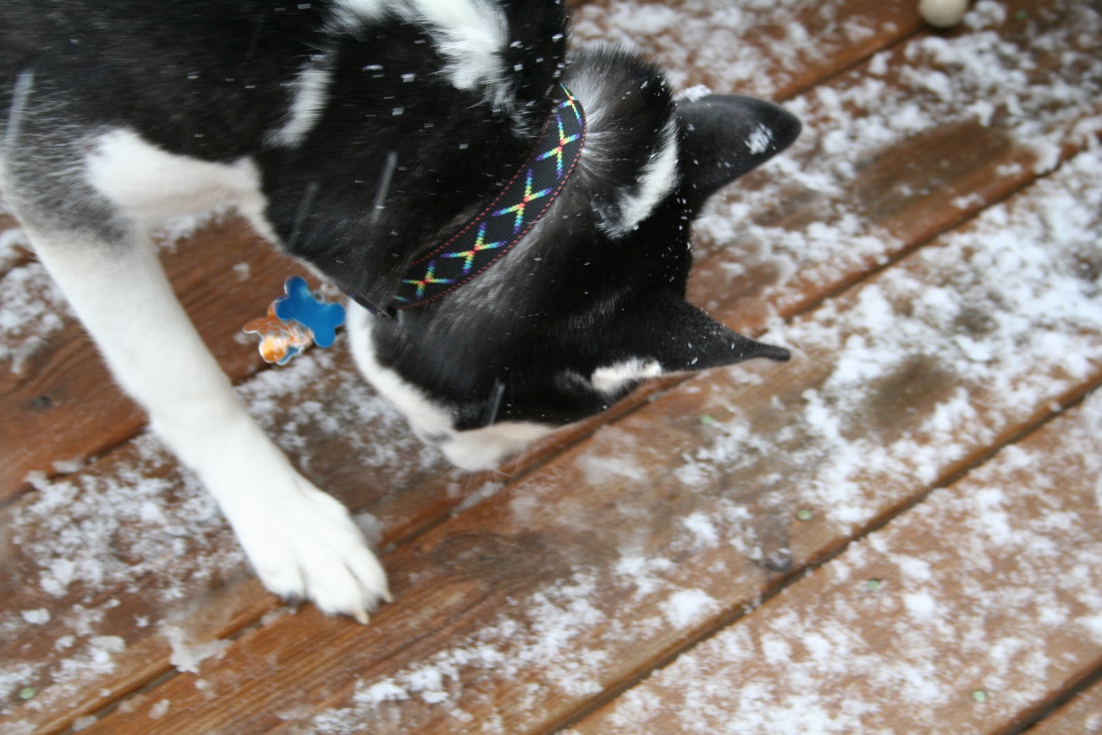 A Husky's Life For Us: Thanksgiving Snow