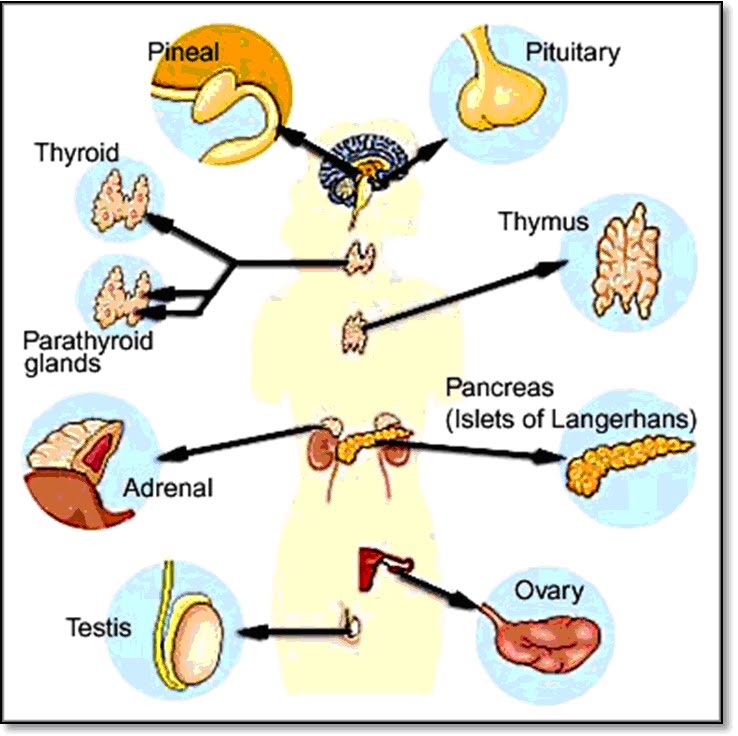 Fungsi Sistem Endokrin - Perumperindo.co.id