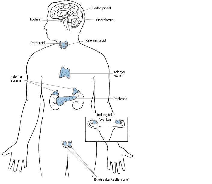 PERUBATAN HOMEOPATHY BERKAT: Sistem Endokrin