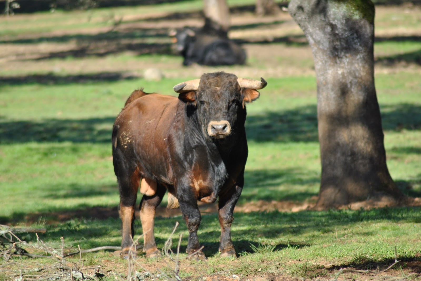 TOROS EN SEVILLA: LLEGA EL DÍA, REGRESA "TOROS EN SEVILLA"