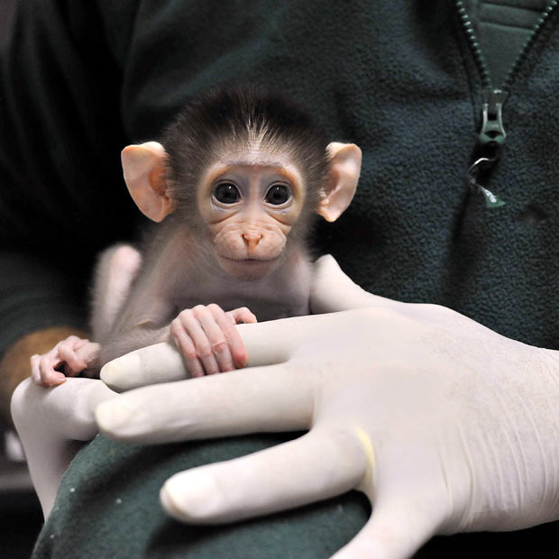 Friends 4 Nature: Animal News