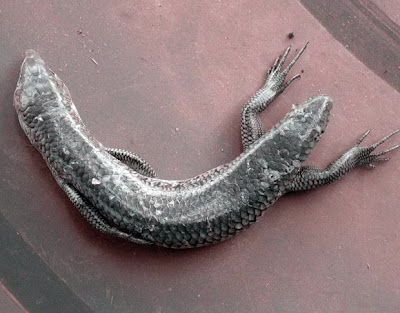 Friends 4 Nature: Animal News