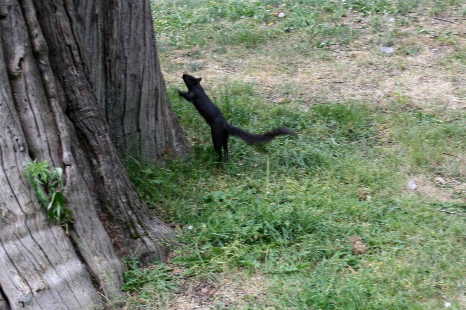 musses-hverdag: Canada, version 4