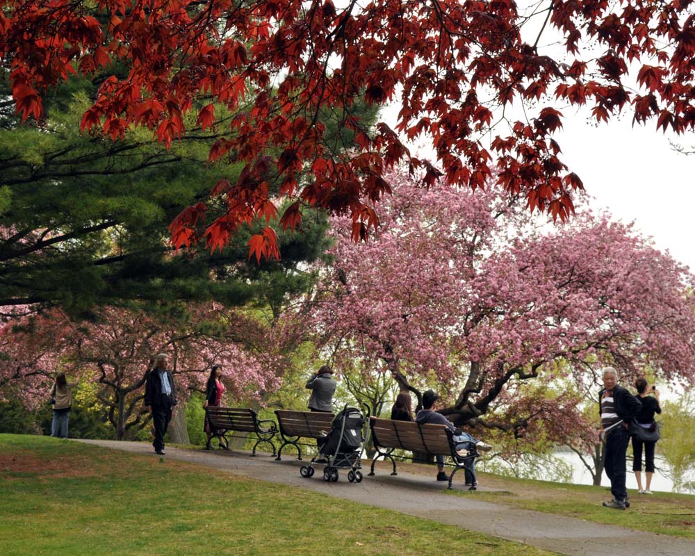 Toronto Grand Prix Tourist - A Toronto Blog: Cherry Blossoms in High ...