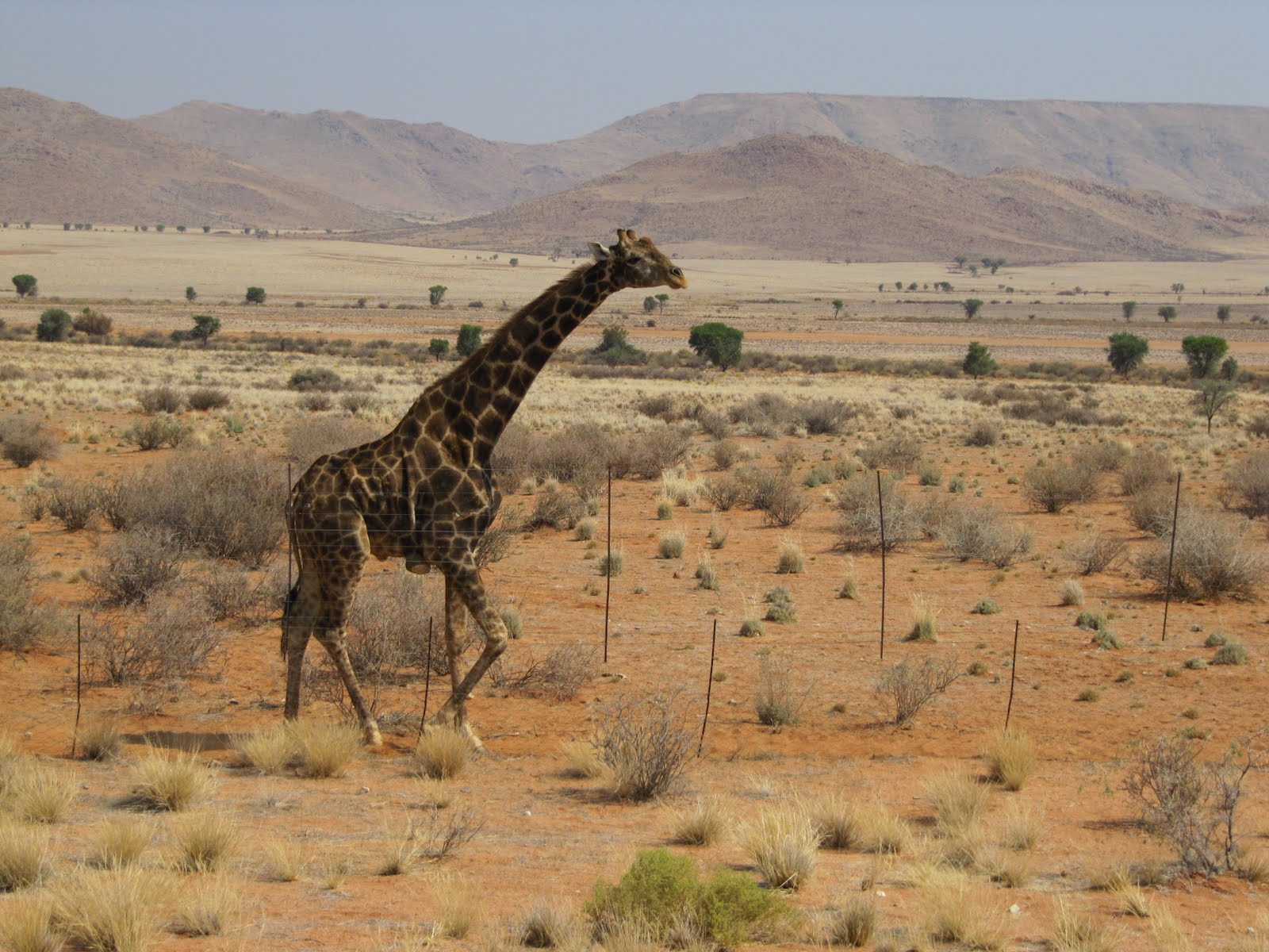 Rejse til det sydlige Afrika