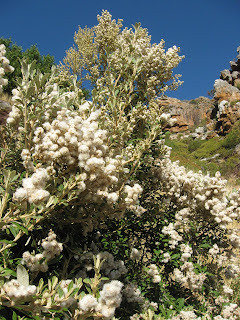 Indigenous tree list for the Cape Peninsula