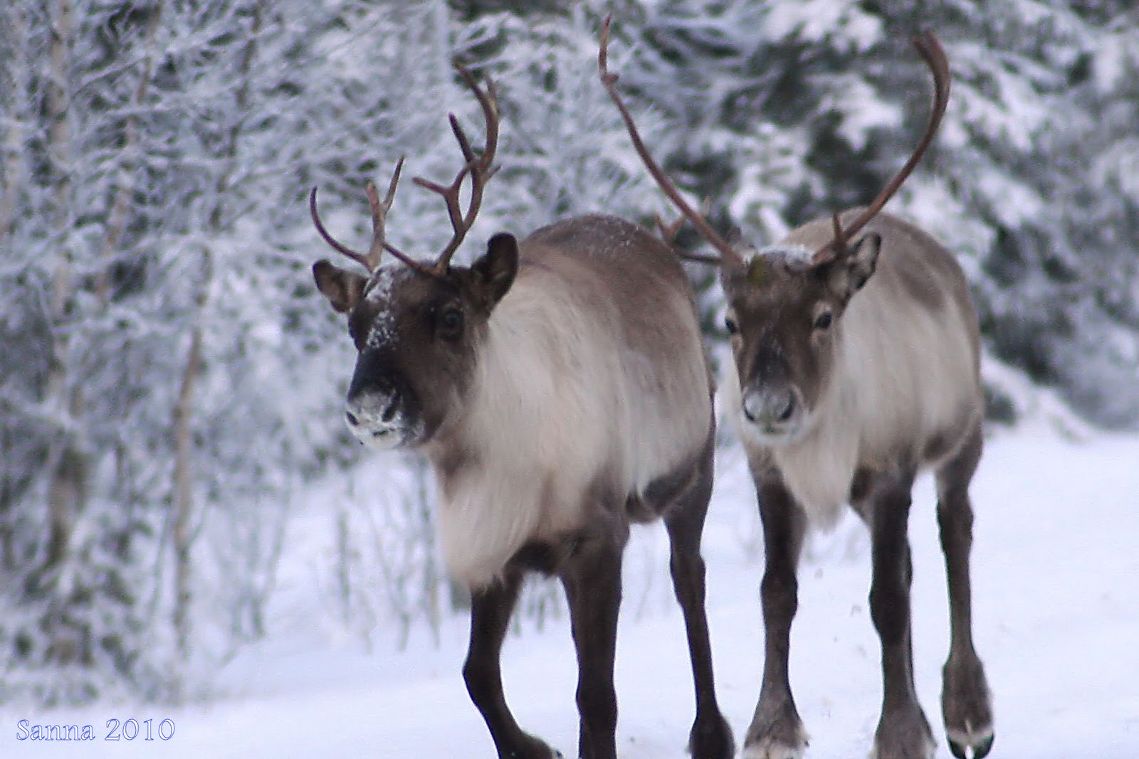 Mina foton ~~ My photos: Ren (Rangifer tarandus) Reindeer