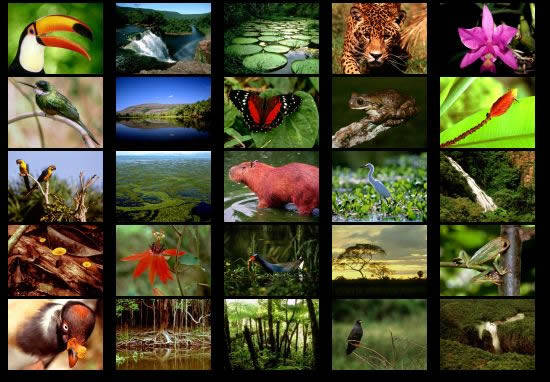 help the rainforests!: About animals in the Rainforest