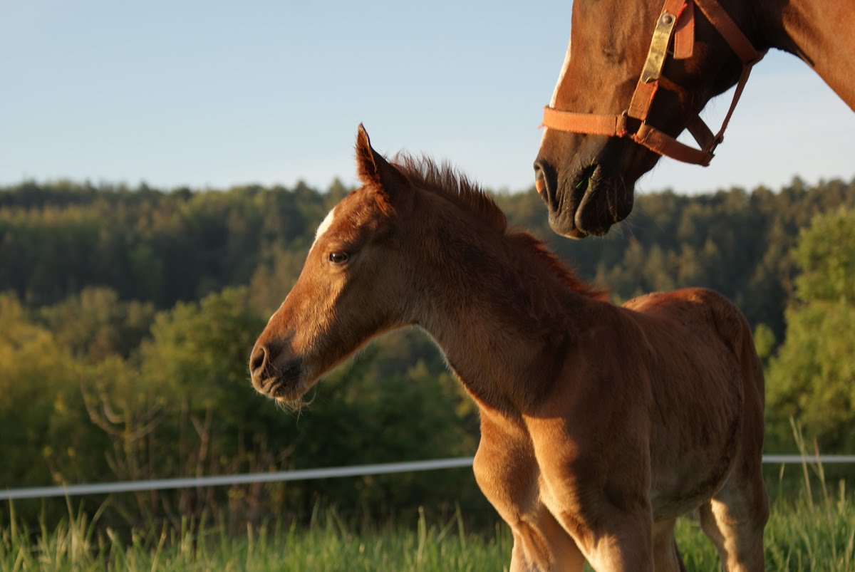 La Tria - Endurance: El poltre de la Kaline