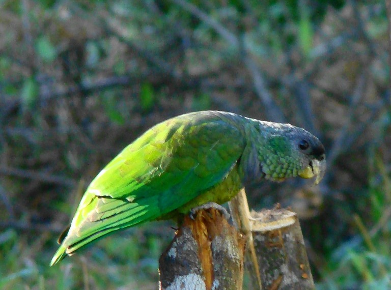 Maitaca-verde (Pionus maximiliani) ~ Aves Viçosa