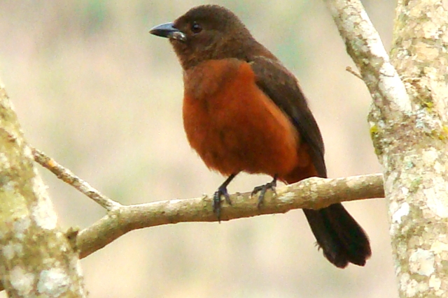 Tiê-sangue (Ramphocelus bresilius) ~ Aves Viçosa