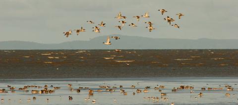 JOHANAN Papyrus: Cabusao Birds’ Sanctuary (A Place to be Visited)