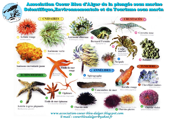 Association Coeur Bleu d'Alger de la plongée sous marine: La faune et ...