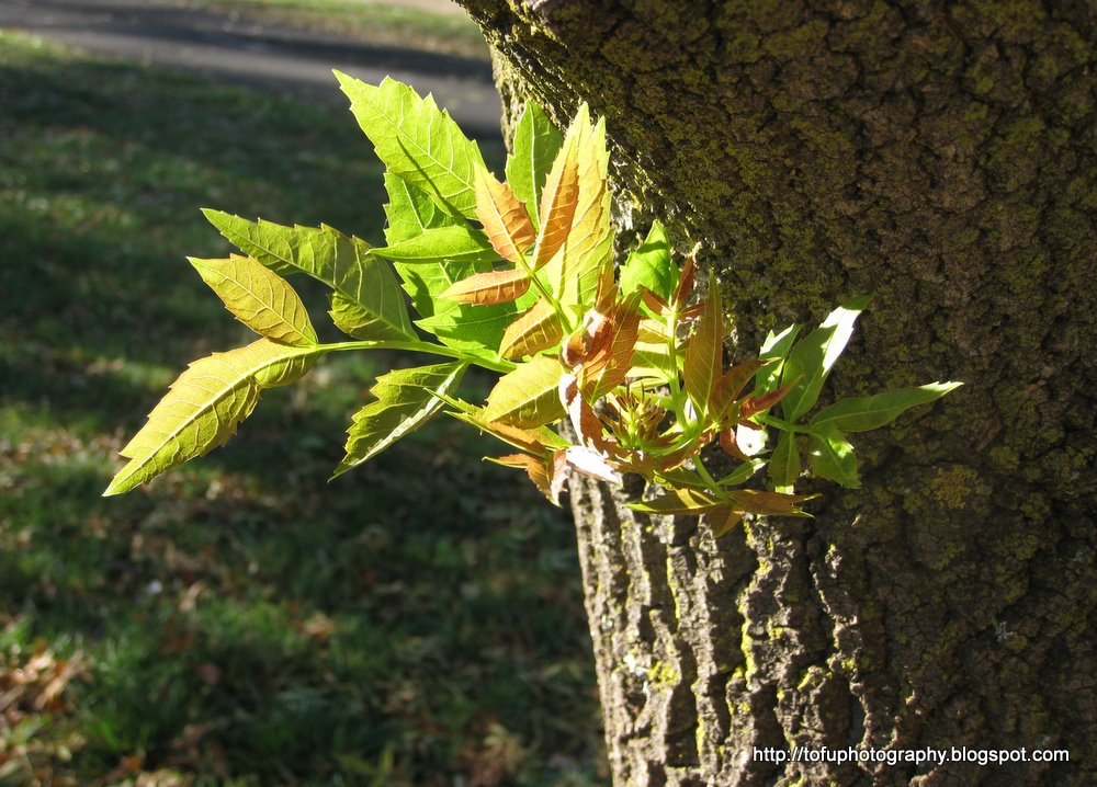 Tofu Photography: Trunk leaves