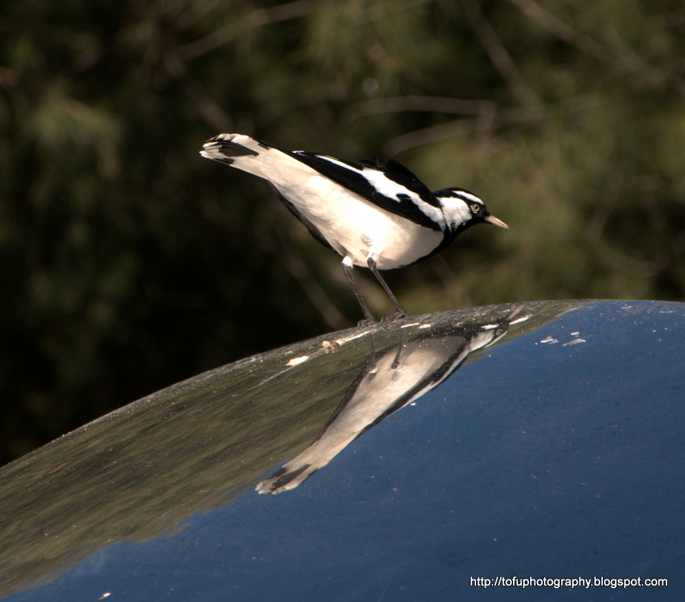 Tofu Photography: Magpie Lark