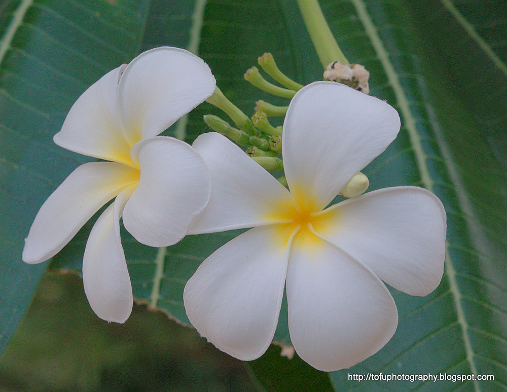 Tofu Photography: Frangipani