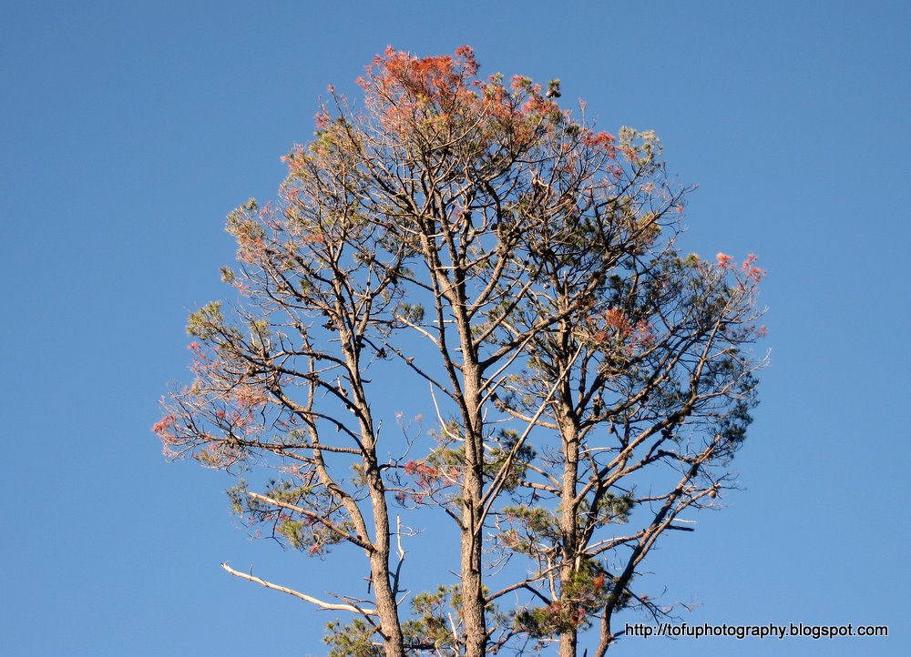 Tofu Photography: Tall tree in Canberra
