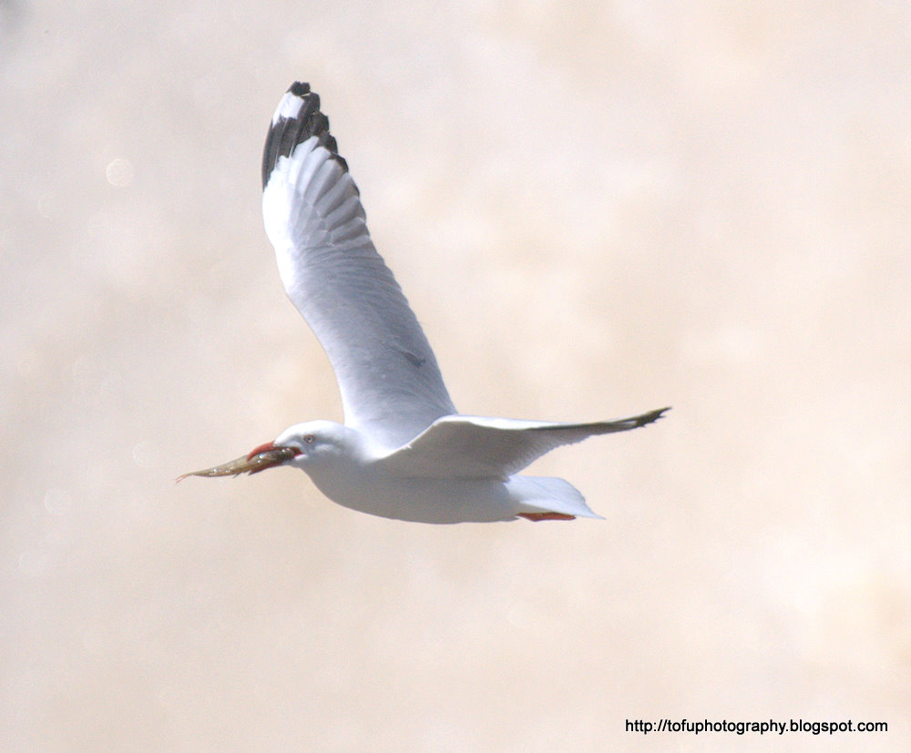 Tofu Photography: Seagull catching fish