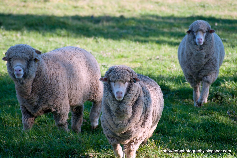 Tofu Photography: Yass sheep
