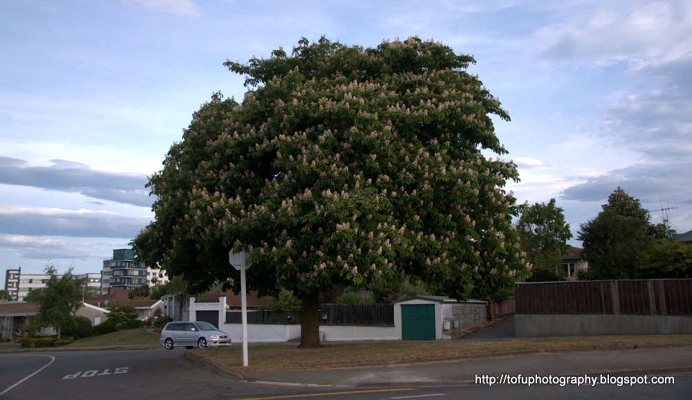 Tofu Photography: Timaru tree