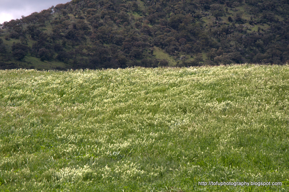 Tofu Photography: Green verge