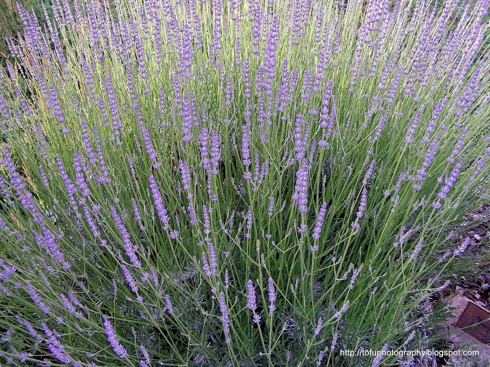 Tofu Photography: Lavender bush
