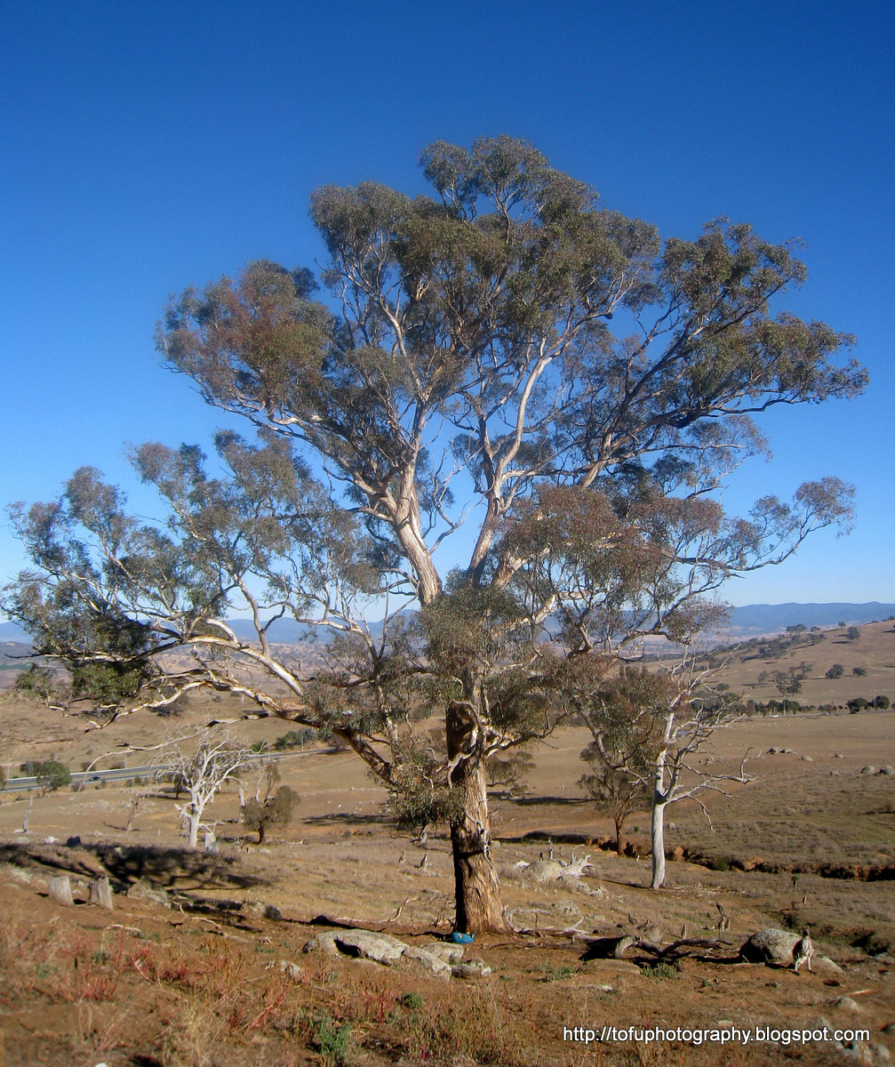 Tofu Photography: Eucalyptus tree
