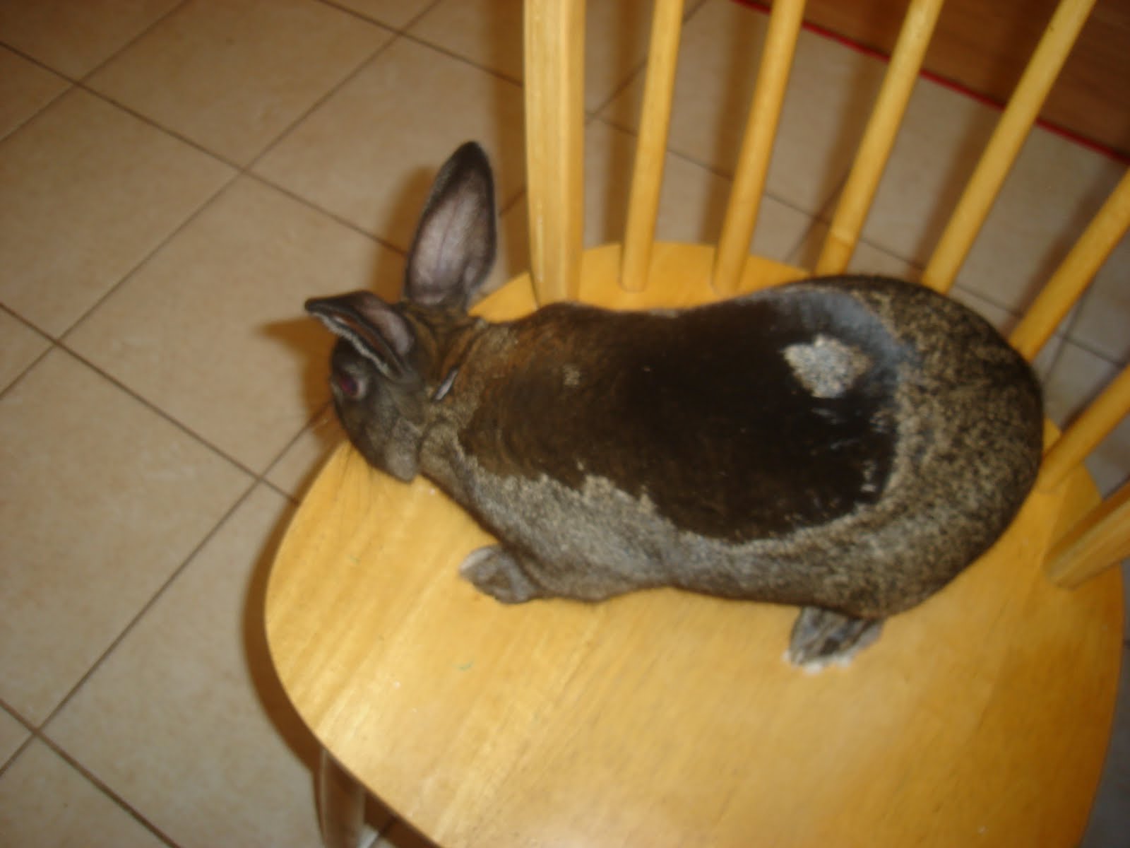 The Hardy Family: Ever seen a rabbit molt?