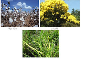 ciencias naturales venadillo: FLORA DEL MUNICIPIO