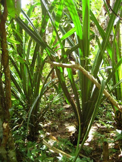 karagumoy: karagumoy plants