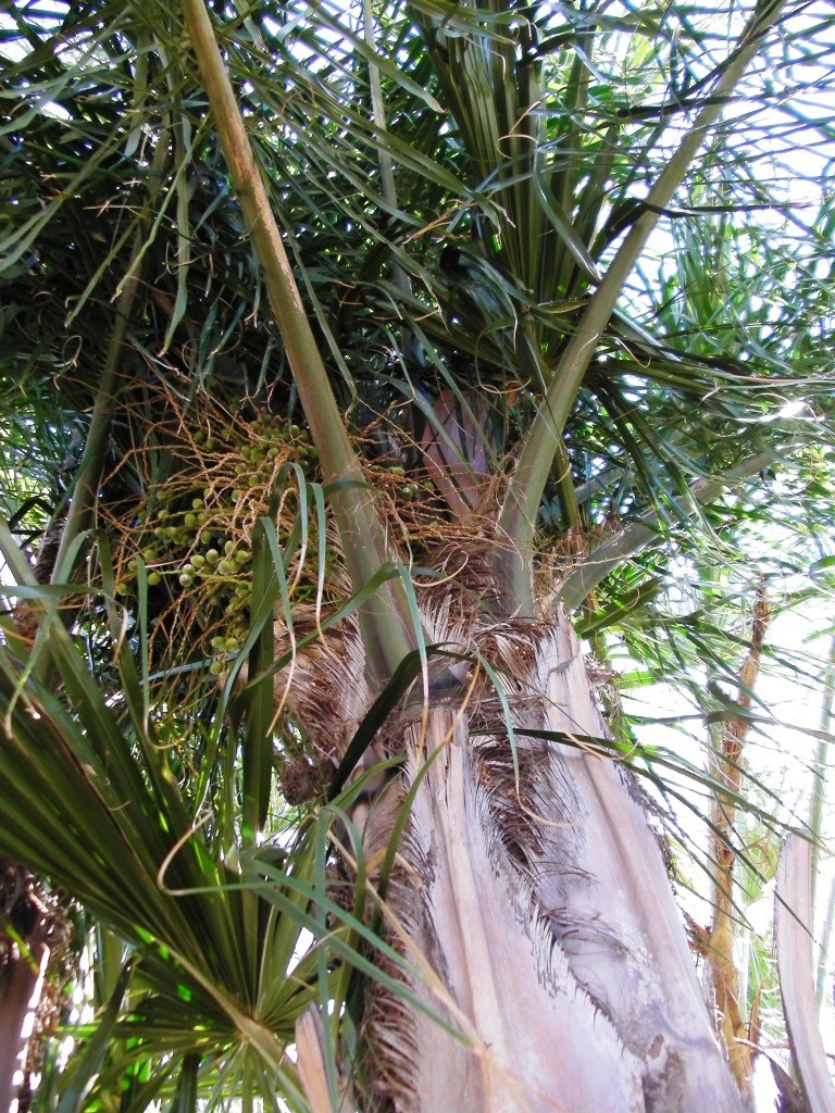 Hinterland Mama Palm Tree Seed Pods