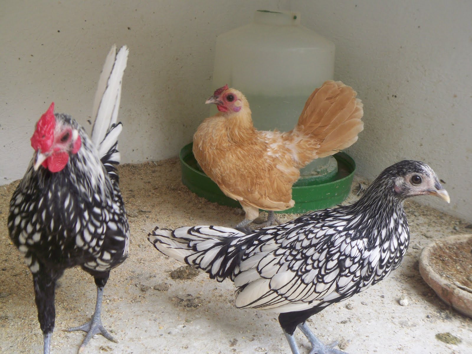 Gallinas de raza enana: MAS FOTOS AL DETALLE