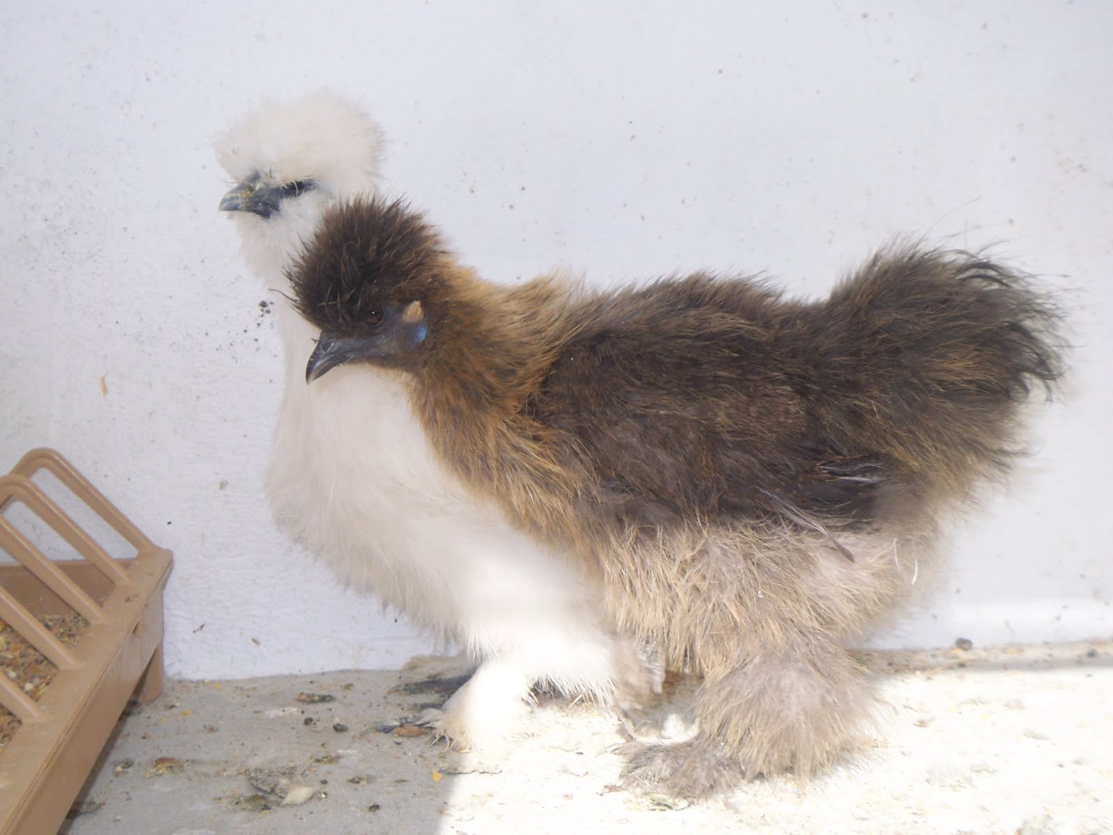 Gallinas de raza enana: MAS FOTOS AL DETALLE